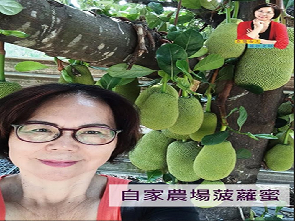 菠蘿蜜幼果肉是原型植物肉 是小纖肉煮麻油 by Tai Tai Fon泰泰 風 - 愛料理